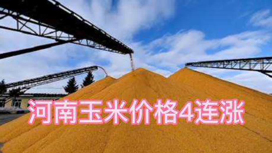 河南玉米价格4连涨,直逼历史最高价,多少钱一斤,带你去看看