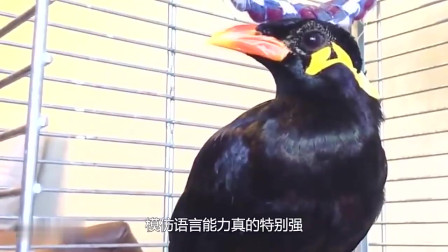 鸟界的语言学家,鹦鹉和八哥都比不上它,模仿语言能力超强!