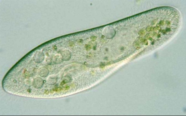 【不平凡1】显微镜看微观世界(1•草履虫玻片标本)