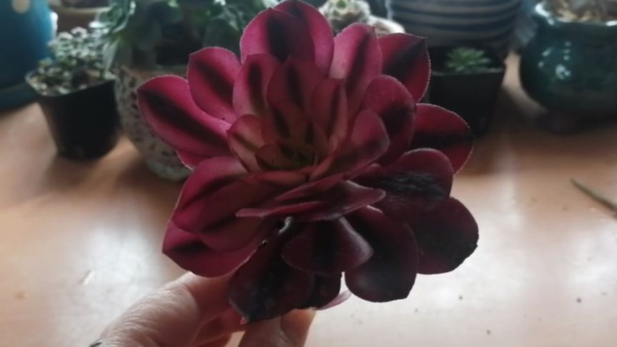 今天栽种樱花剑,这娇滴滴的花这样种会不会好度夏。