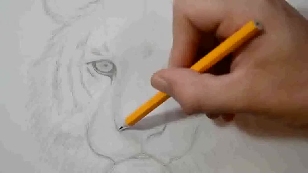 素描教学视频 如何画一只老虎