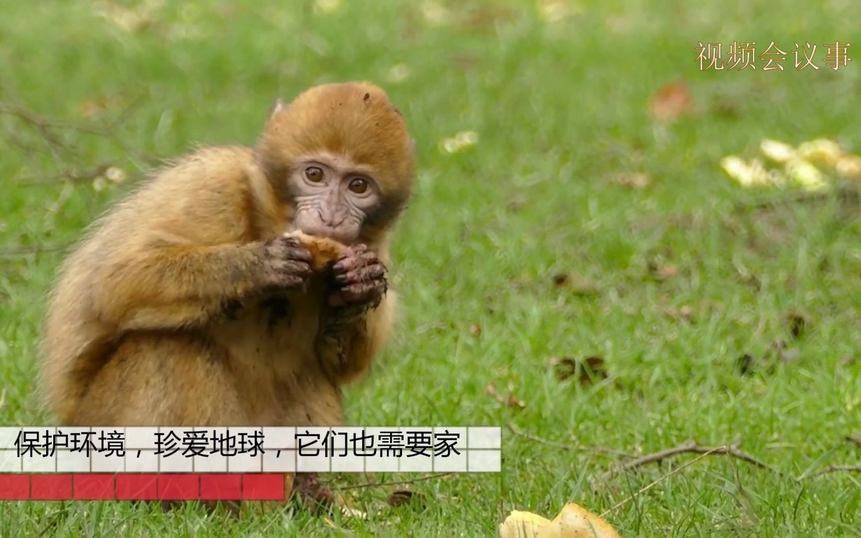 可爱的野生动物