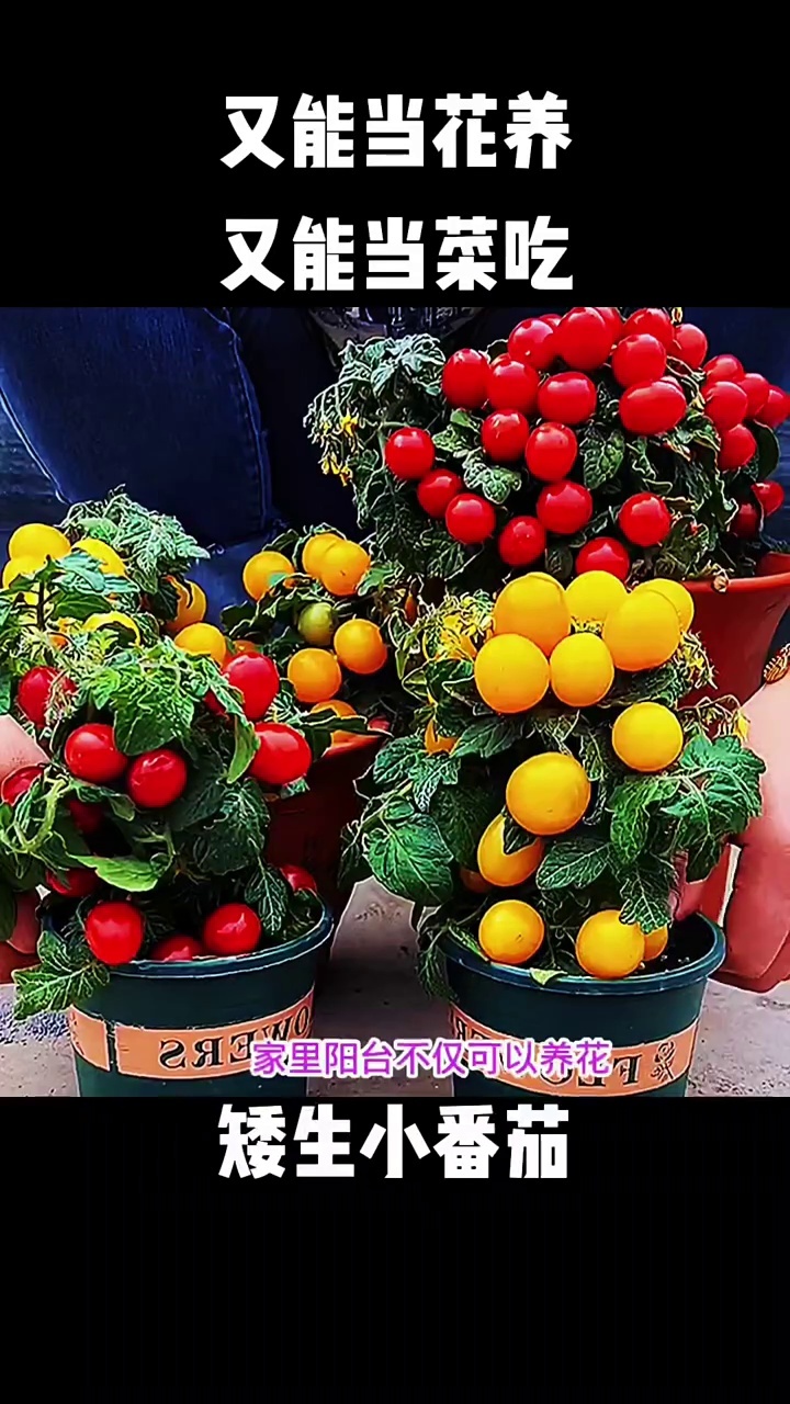 又能当花养,又能当菜吃,超级好吃的矮生小番茄农业番茄农业种植