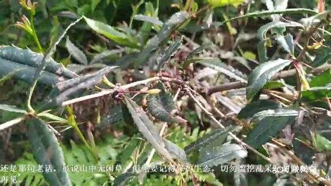 "简便验贱"之三颗针