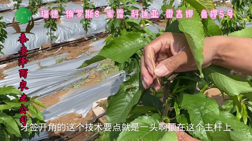 吉塞拉矮化弗里斯科樱桃苗细长纺锤形介绍 矮化蜜泉樱桃苗价格