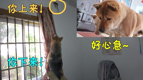 家中鼠患猖獗,中华田园犬大展身手,灰灰:狗拿耗子,义不容辞!