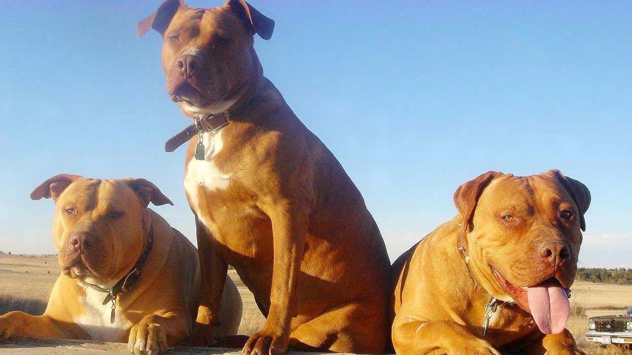 世界上三只最厉害的狗,美国的这只比特犬,稳坐第一宝座