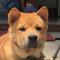 冷风寻犬 