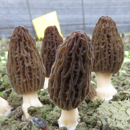 羊肚菌技术 