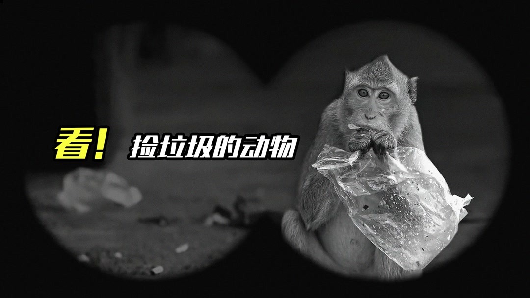 看,捡垃圾的动物!世界环境日获奖动画短片