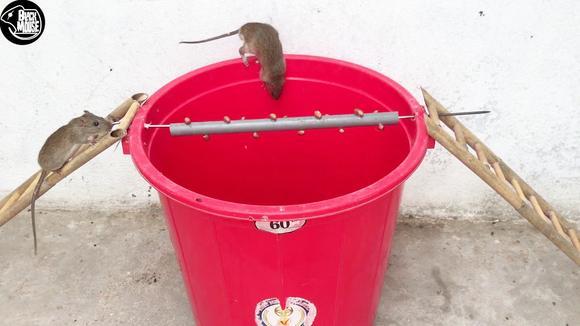 自制简易捕鼠器,一晚就能抓一桶老鼠了