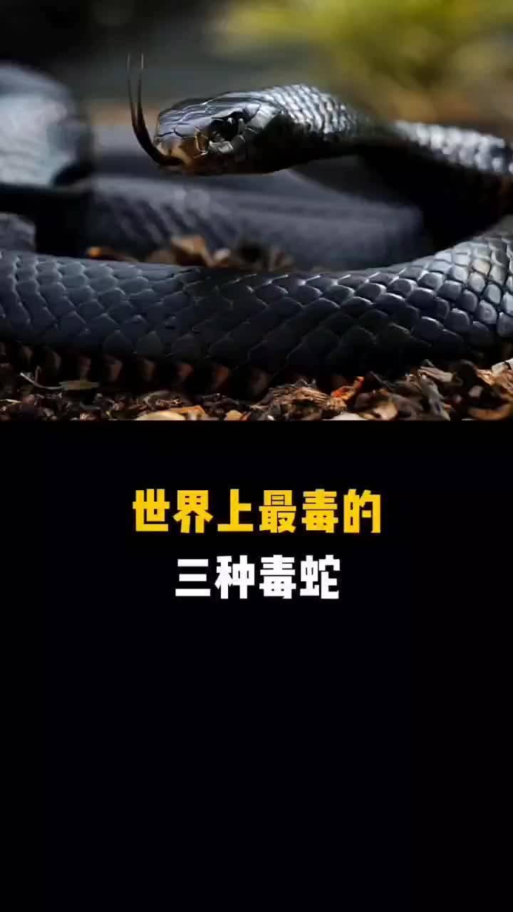 世界上最毒的三种毒蛇,你喜欢那种? #冷知识 #知识分享