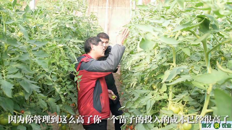 都说高手在民间,可你是否遇到过这样的番茄种植高手呢