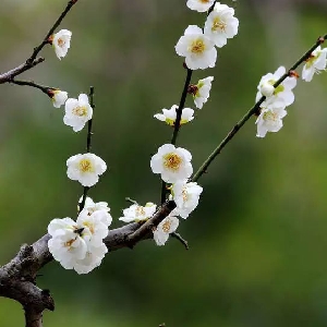 青梅竹马3316 