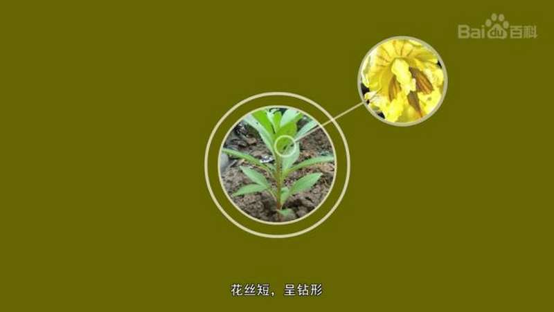 「秒懂百科」原来关雾凤仙花长这样