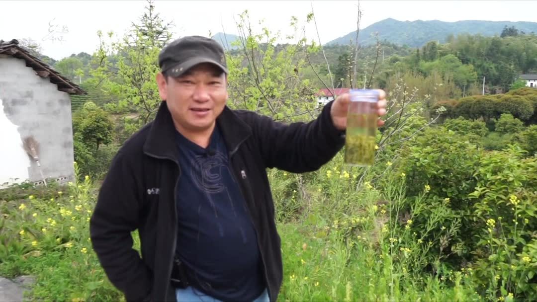 你所不知道的富硒茶,价格便宜,加工讲究,野茶中的精品!