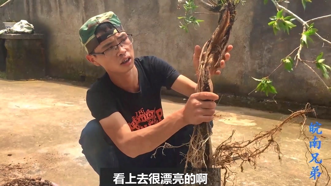 还在为成活率发愁吗?水杨梅下山桩就小伙这种方式种,想不活都难