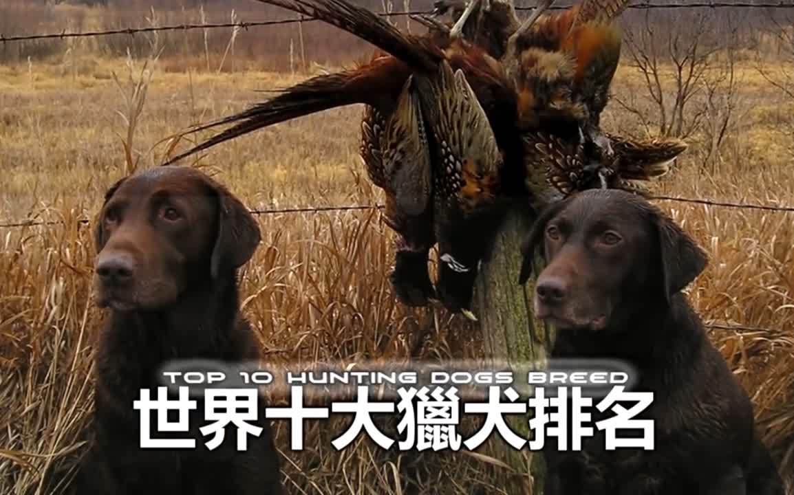 世界十大猎犬排名