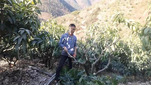 晚熟芒果树修剪方法