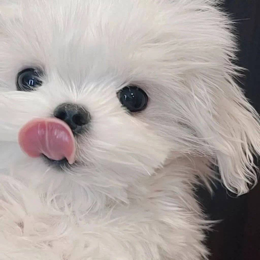 -玉米地的王- 
