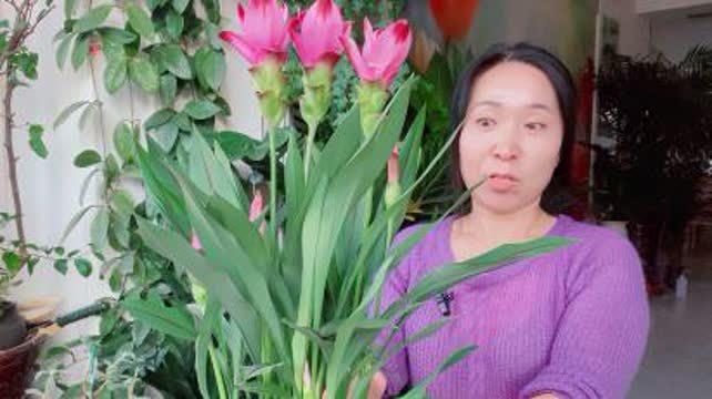 植物的叶子有什么作用