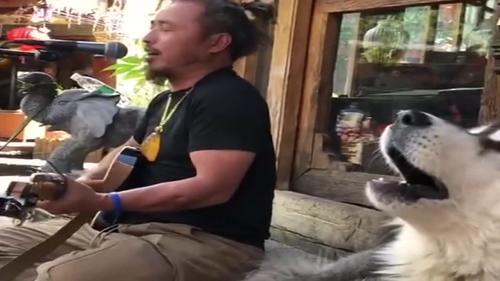 你看,那条狗好像一个人呀 (1)