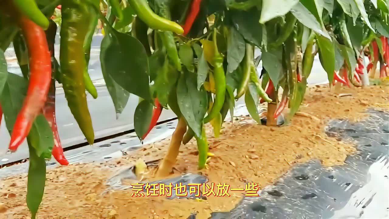 辣椒种植,知道这几个小窍门,辣椒长的旺盛结果多