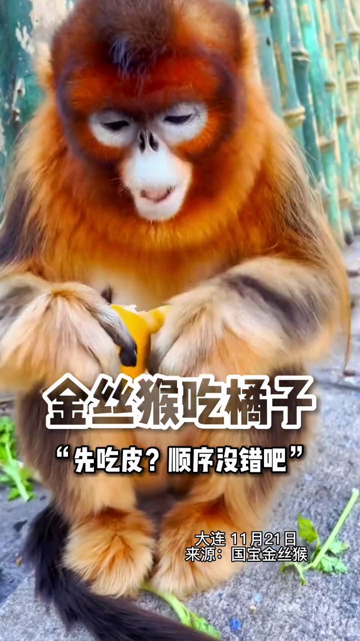 金丝猴吃橘子:先吃皮,顺序没错吧?#呆萌可爱 #神奇动物在 #金丝猴