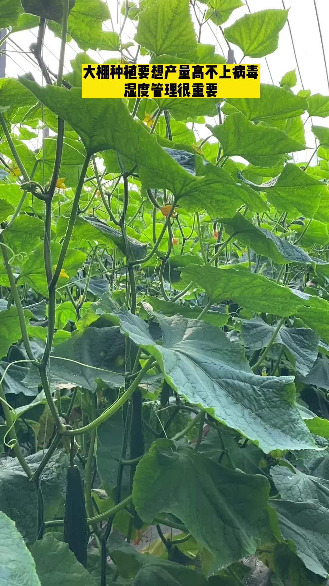 ...湿度管理很重要#现代农业 #农业种植 #种植技术 #蔬菜种植 #来学农技