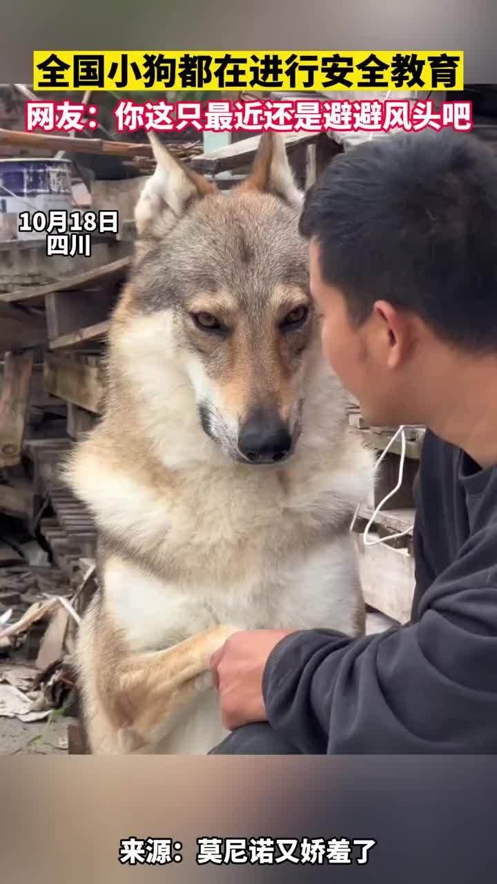 全国小狗都在进行安全教育 狗:你不要给我哇哇叫!