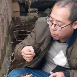 农村人小鸿 
