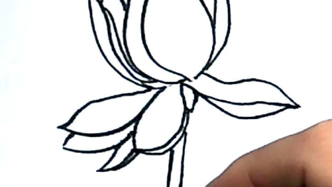 手绘简笔画:荷花