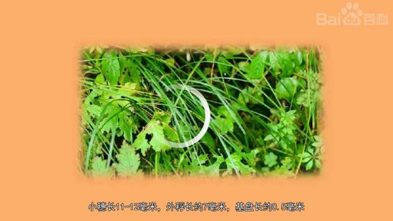 原来林阴芨芨草长这样