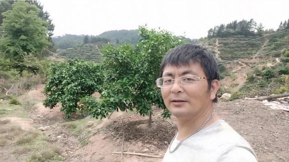 看看十多年的杨梅树有多大挂了多少杨梅而且一直都没管理成野杨梅