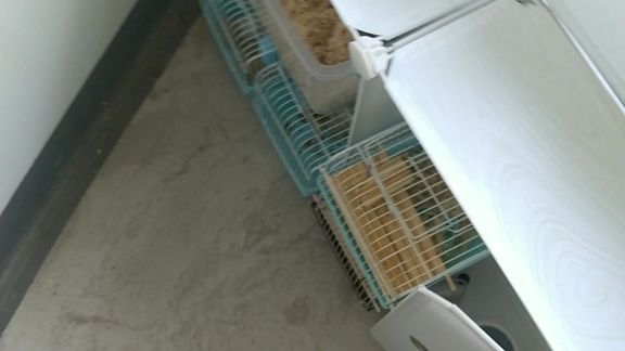 千里迢迢只为了喂仓鼠1个蛤,半路尽被哈哈哈哈哈人拦截。