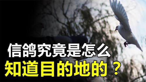 古代都是用信鸽送信,它们怎么能知道送信的确切位置呢?