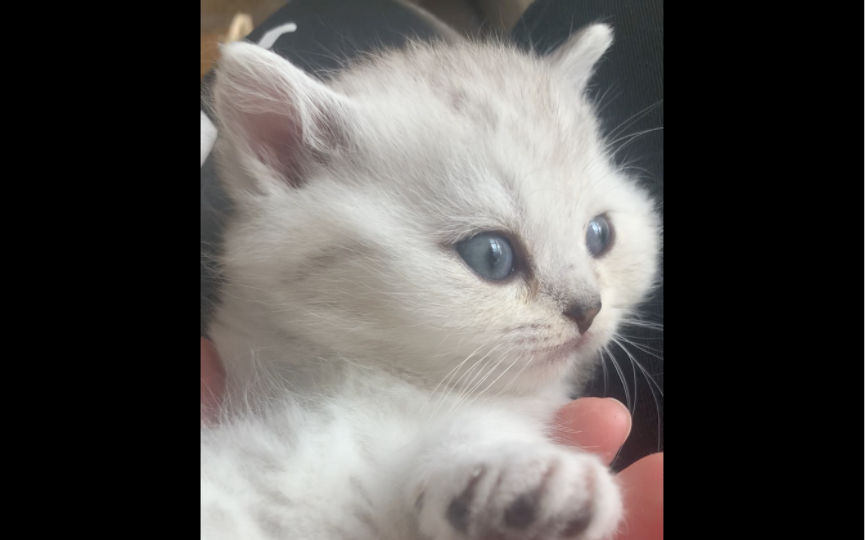 随机分享一只小小白 谁能拒绝一只傻憨憨的小猫咪呢