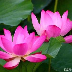 老阿姨谈民俗 