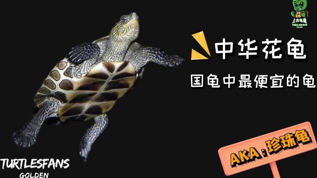 国龟中最便宜的龟之中华花龟珍珠龟