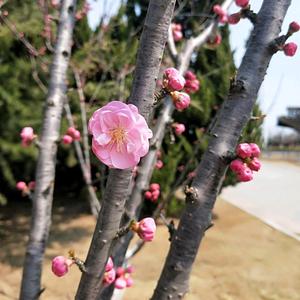 青岛无人售货机投放 
