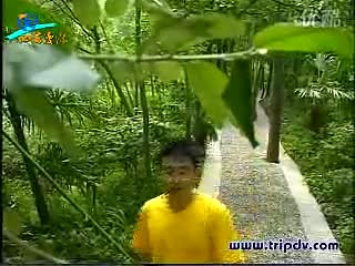 旅游景点之张家界国家森林公园