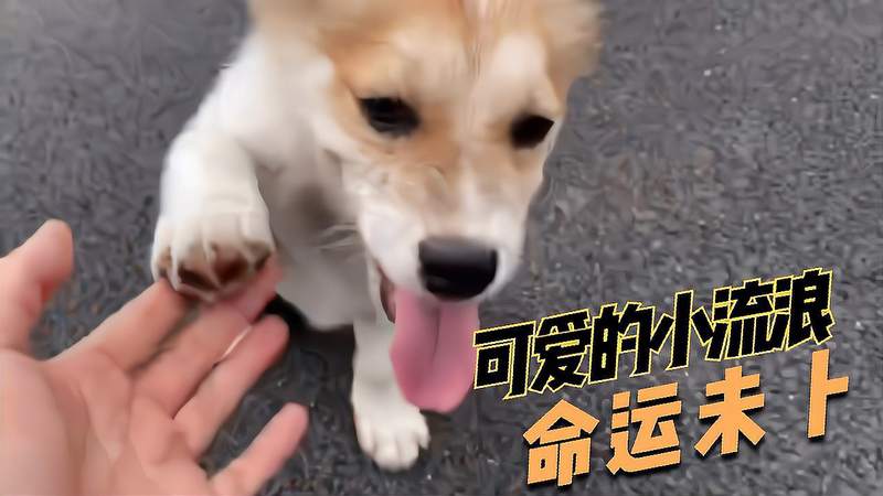 出生就流浪的小狗狗,吃了上顿没下顿,还可能被毒杀,太可怜了