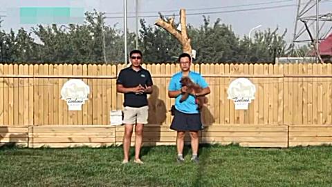 训练宠物狗 怎样训练土狗 训练狗上厕所