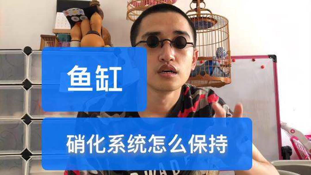 养鱼先养水,养水成功后,鱼缸的硝化系统应该怎么日常维护和保持