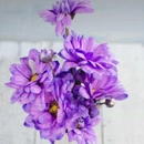 月亮被我看圆了 