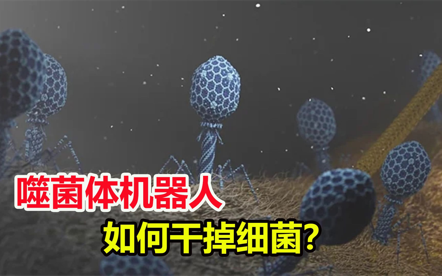 什么是噬菌体?纳米机器人形状的小东西,为什么是细菌的克星?