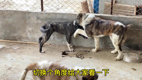 世界顶级名犬,一个比一个稀有罕见,却纷争不断,个个都是暴脾气!