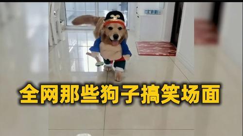 全网那些狗狗搞笑场面,简直奥斯卡影帝上线!