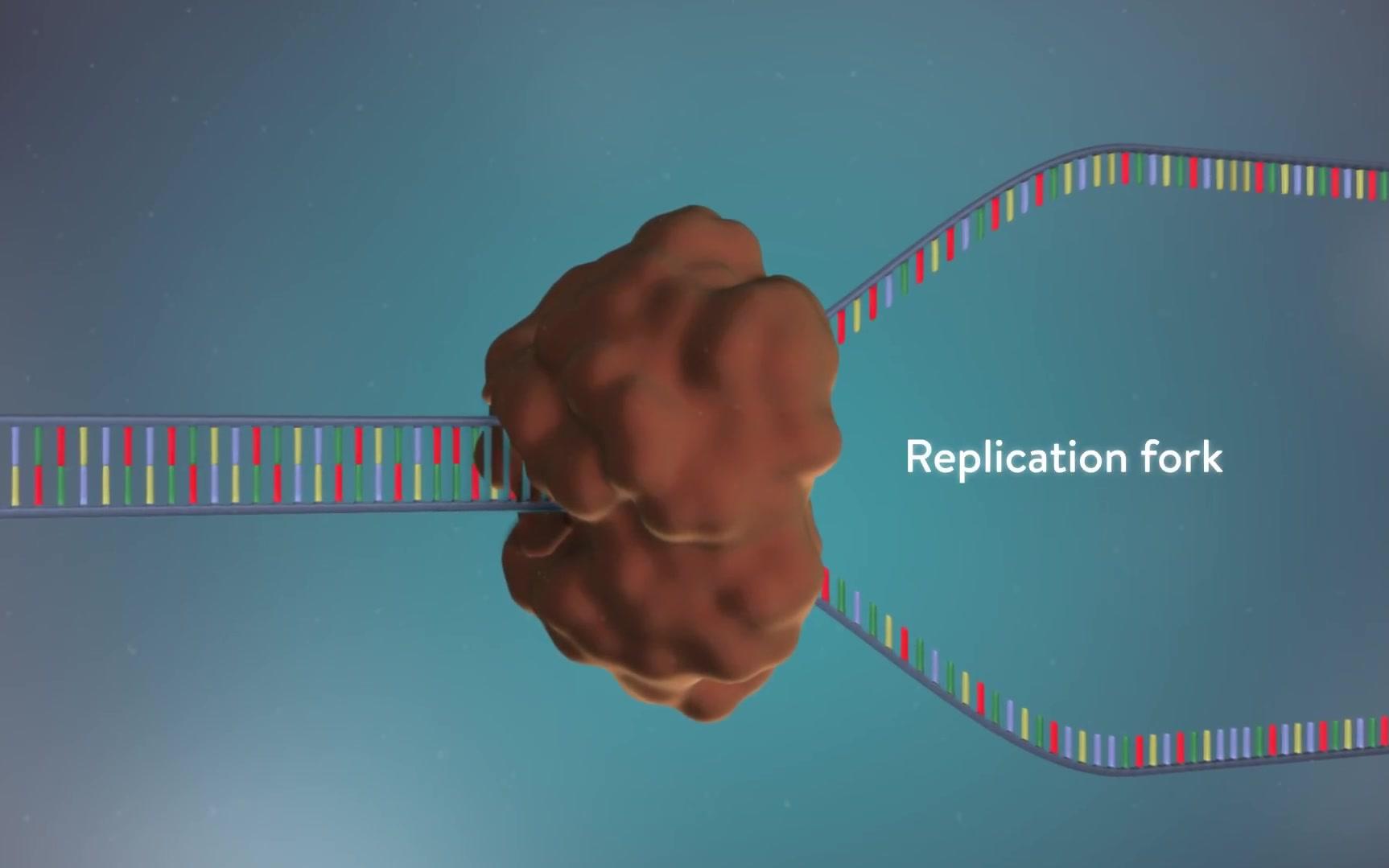 3D演示DNA是如何复制的