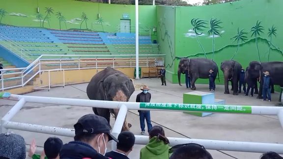 #动物园 #大象 第二段表演